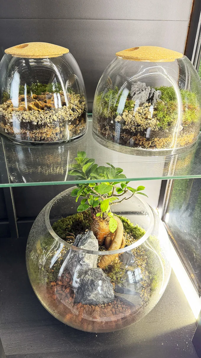 Oasis Terrarium Studio offers classes on how to build a terrarium