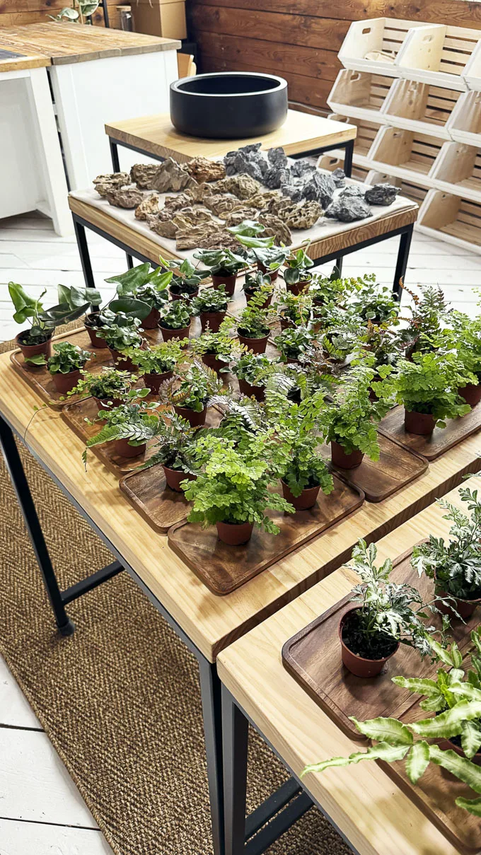 Oasis Terrarium Studio offers classes on how to build a terrarium