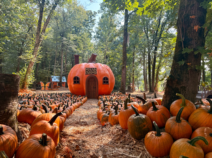 Fall at the Farm Returns to Maan Farms With New Attractions