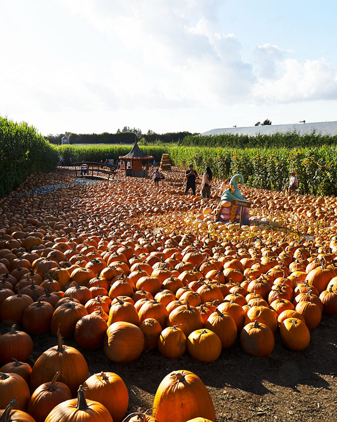 The Magic of Fall at Taves Farms in Abbotsford