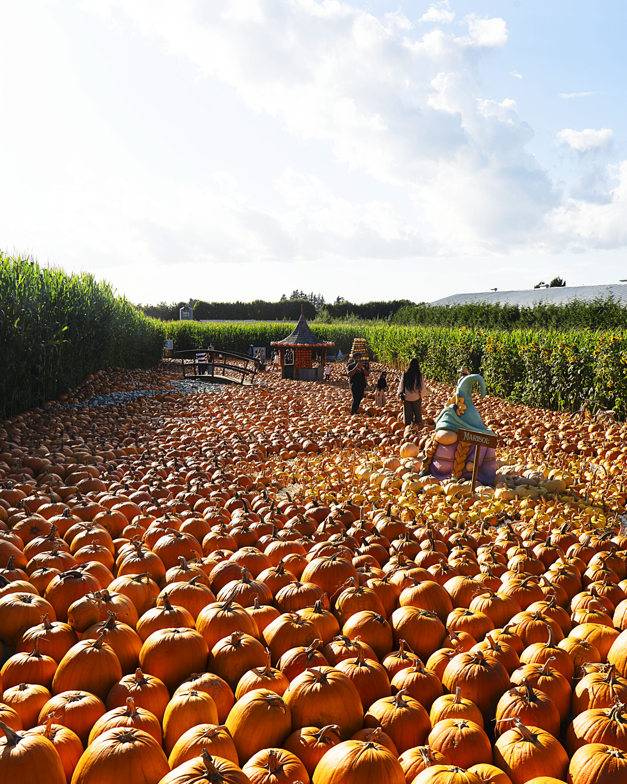 The Magic of Fall at Taves Farms in Abbotsford